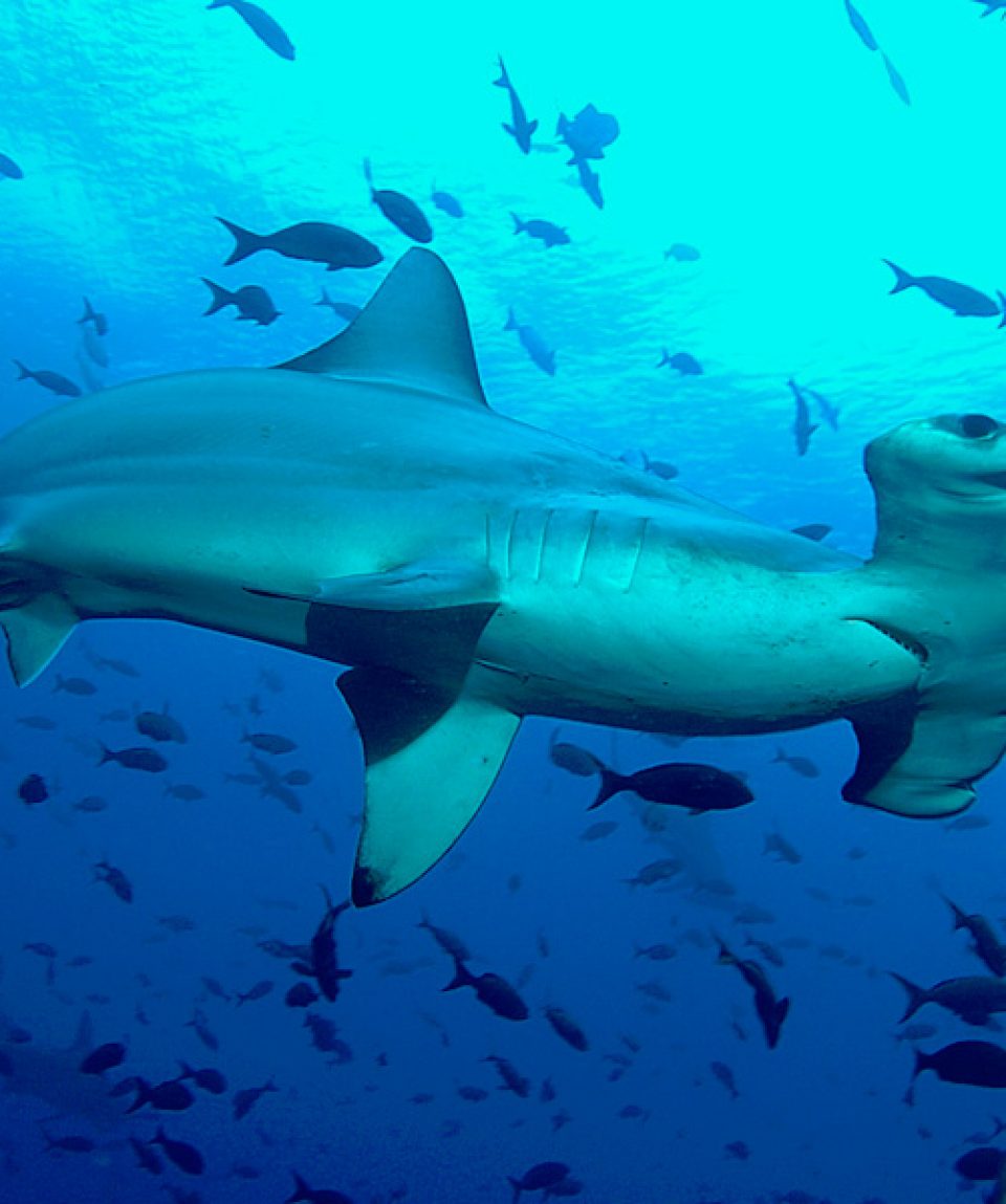 Galapagos Diving Tours - Diving Adventures - Ecuador Eco Adventure