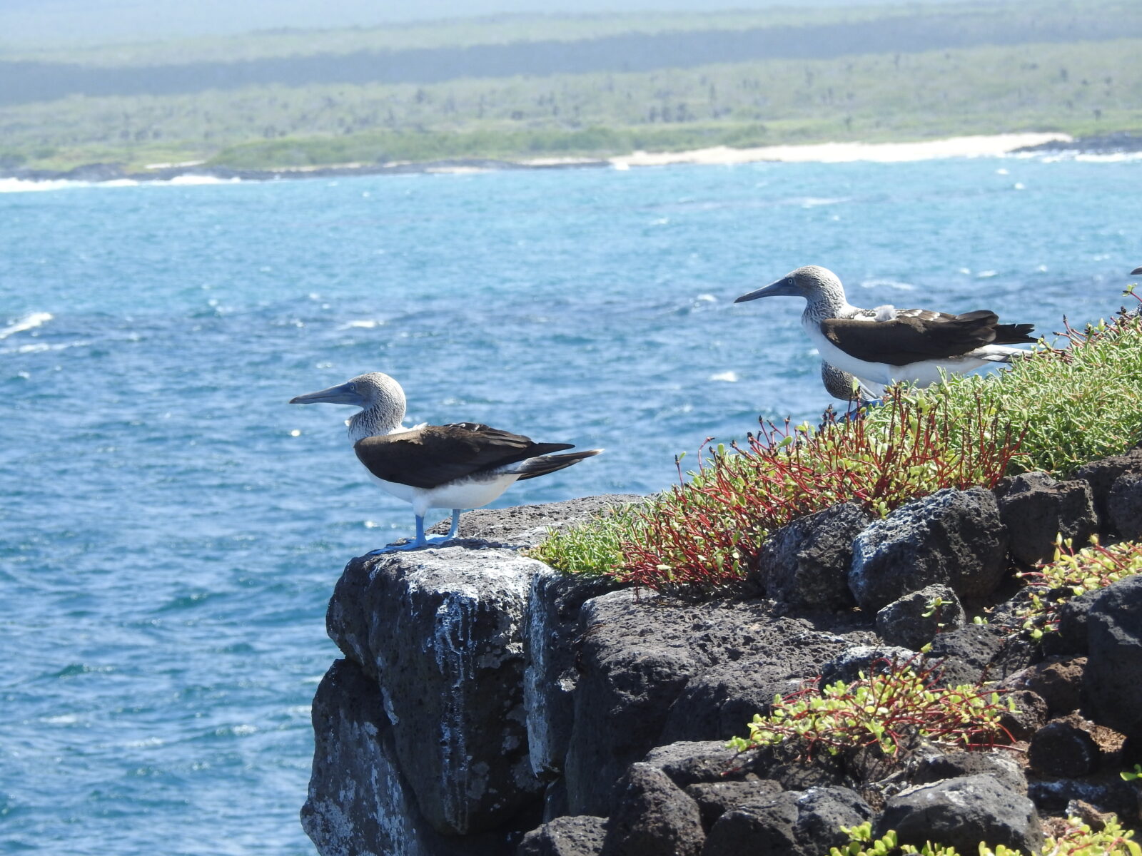The Wonders of the Galapagos Islands