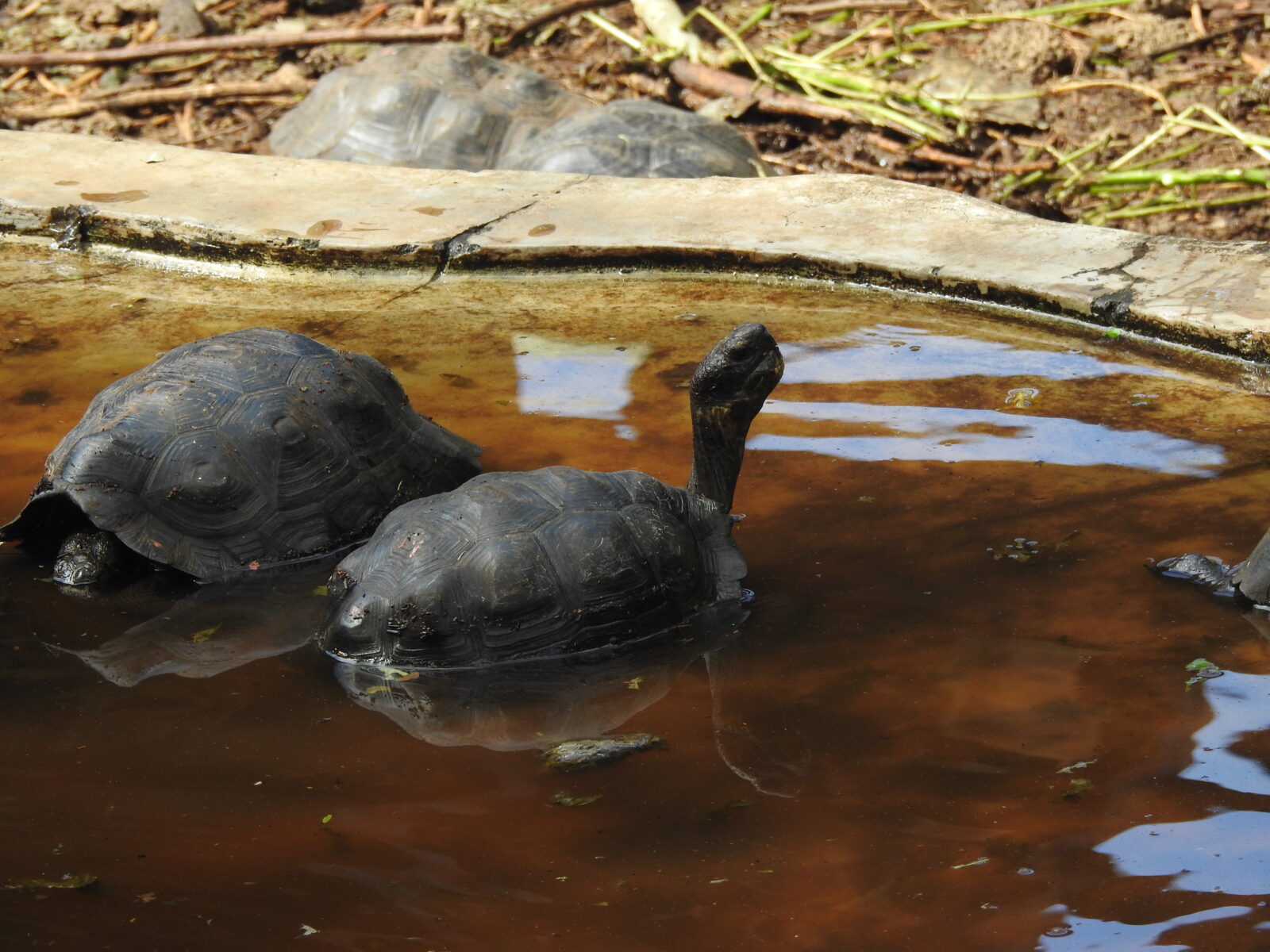The Charles Darwin Station – Ecuador Eco Adventures