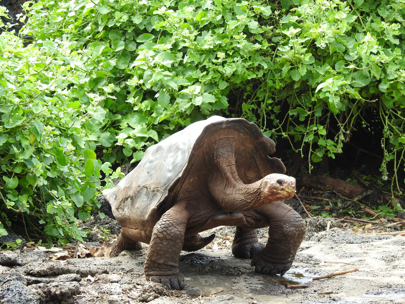 The Charles Darwin Station – Ecuador Eco Adventures